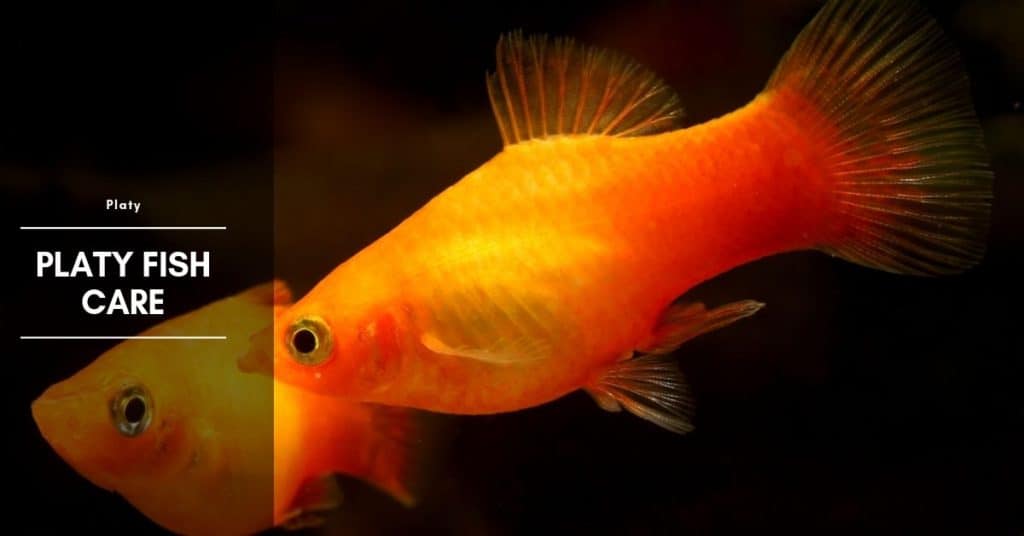Platy Fish Care - The Aquarium Adviser