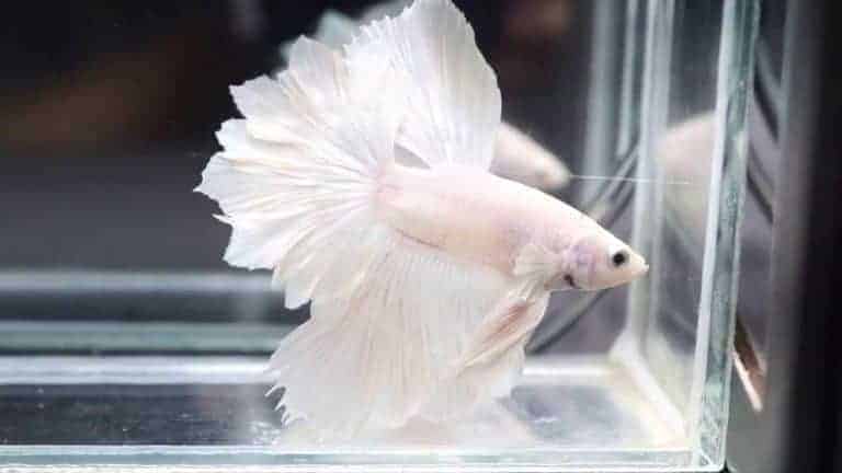 Siamese Fighting Fish Facts - Tank Mates, Diet, and Care