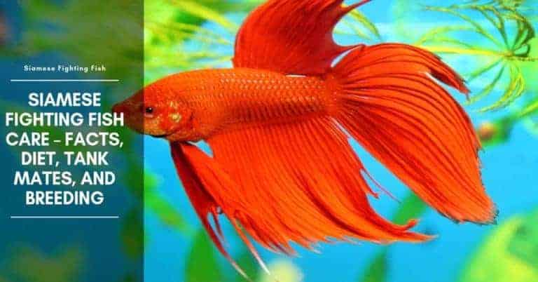 Siamese Fighting Fish Facts - Tank Mates, Diet, and Care