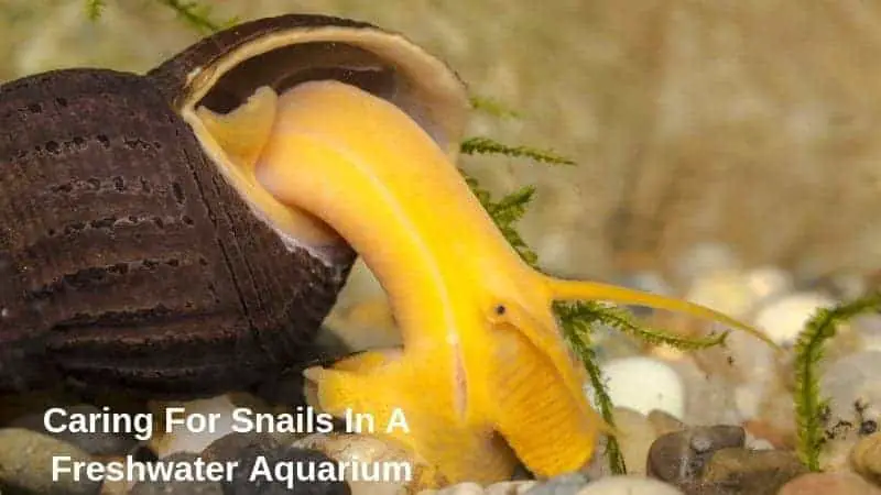 Caring For Snails In A Freshwater Aquarium | The Aquarium Adviser
