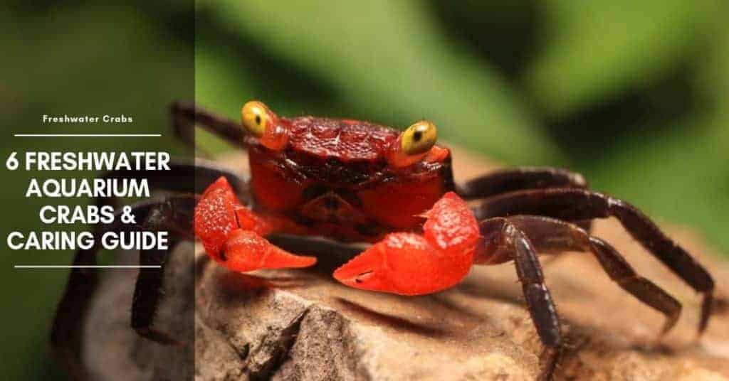 Thai Devil Crab Care and 5 Other Freshwater Aquarium Crabs