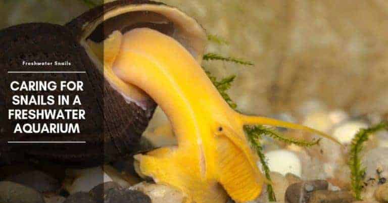 Freshwater Aquarium Snails: Types of Snails You Can Add to Your Tank