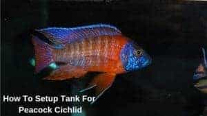 Discus Fish Care Guide | Types, Breeding, Setup | TheAquariumAdviser