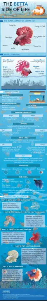 Siamese Fighting Fish Facts - Tank Mates, Diet, and Care