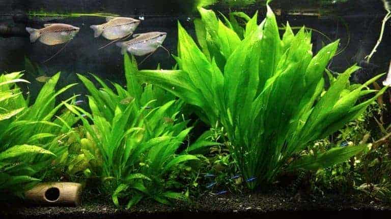 Amazon Sword Propagation - Plant Care & Growth - The Aquarium Adviser