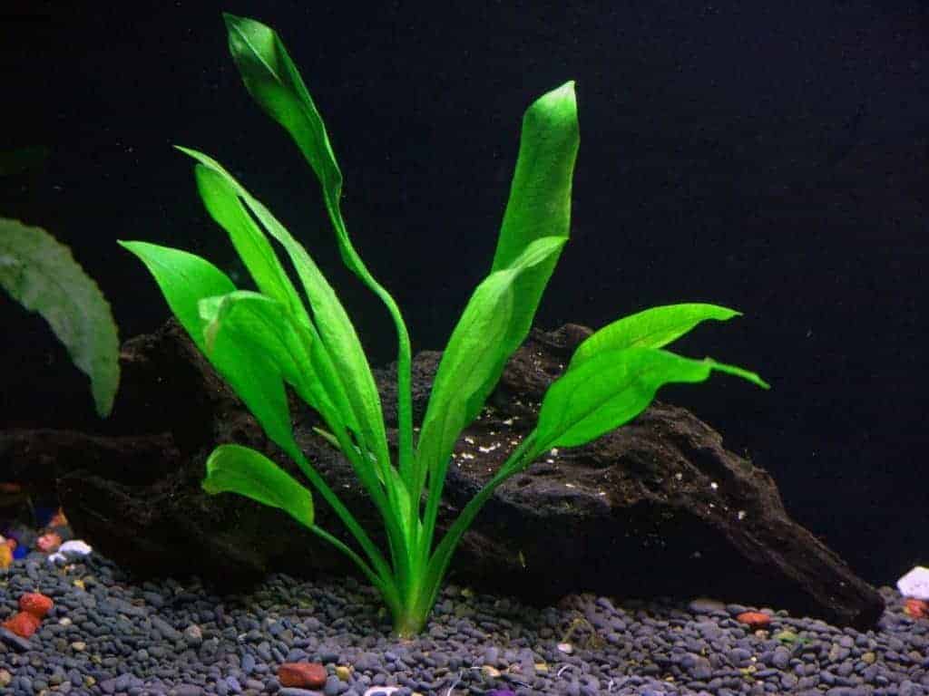 Amazon Sword Propagation - Plant Care & Growth - The Aquarium Adviser