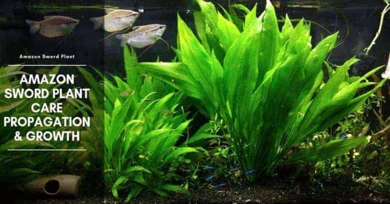 Amazon Sword Propagation - Plant Care & Growth - The Aquarium Adviser