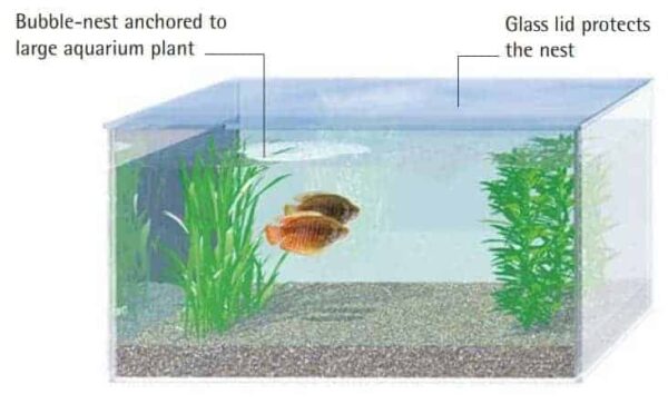 Baby Fish - The Complete Guide to Fry (2022) How to Care & Feed Fry