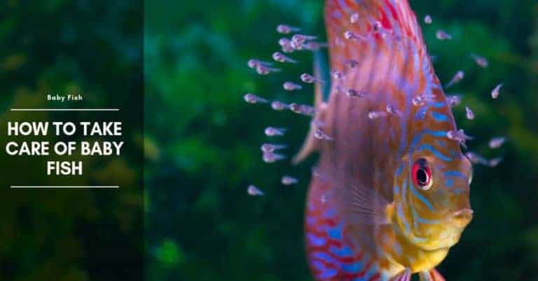 Baby Fish - The Complete Guide to Fry (2022) How to Care & Feed Fry