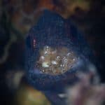 Baby Fish - The Complete Guide to Fry (2022) How to Care & Feed Fry