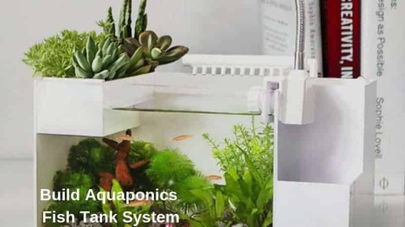 Build Aquaponics Fish Tank System | The Aquarium Adviser
