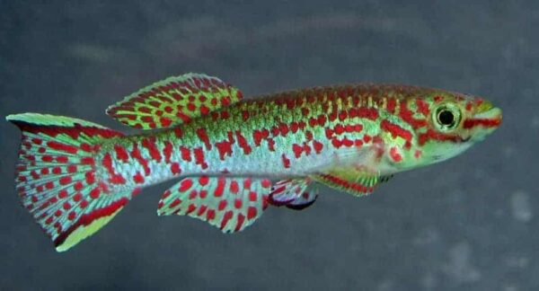 Killifish: Species, Care, Size, Breeding, Diet & Water Parameters
