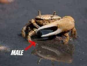 Fiddler Crab: Care, Food, Tank Mates, Habitat, and Tank Setup