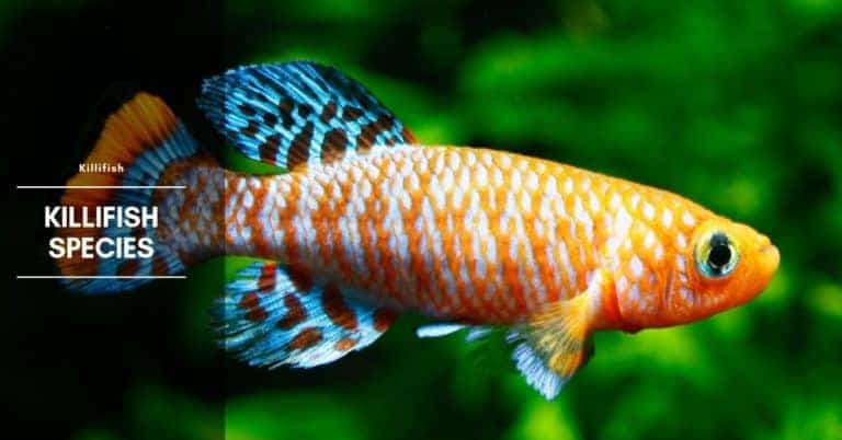 Killifish: Species, Care, Size, Breeding, Diet & Water Parameters