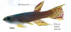 Killifish: Species, Care, Size, Breeding, Diet & Water Parameters