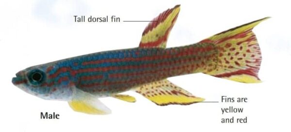 Killifish: Species, Care, Size, Breeding, Diet & Water Parameters