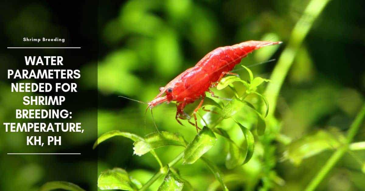 Water Parameters Needed For Shrimp: Temperature, KH, pH & TDS