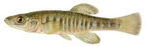 Killifish: Species, Care, Size, Breeding, Diet & Water Parameters