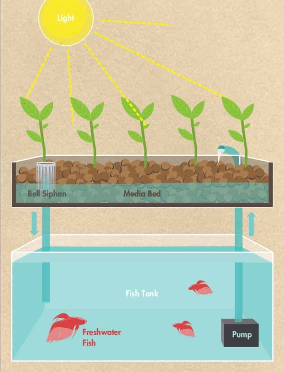 Build Aquaponics Fish Tank System - The Aquarium Adviser