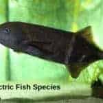 9 Things To Consider For Saltwater Aquarium Sharks: Types, Setup &Care