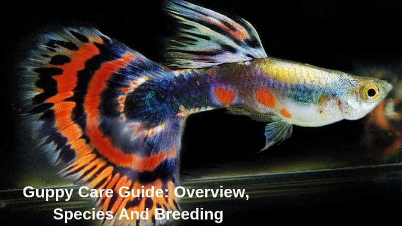Guppy Care Guide: Overview, Species And Breeding