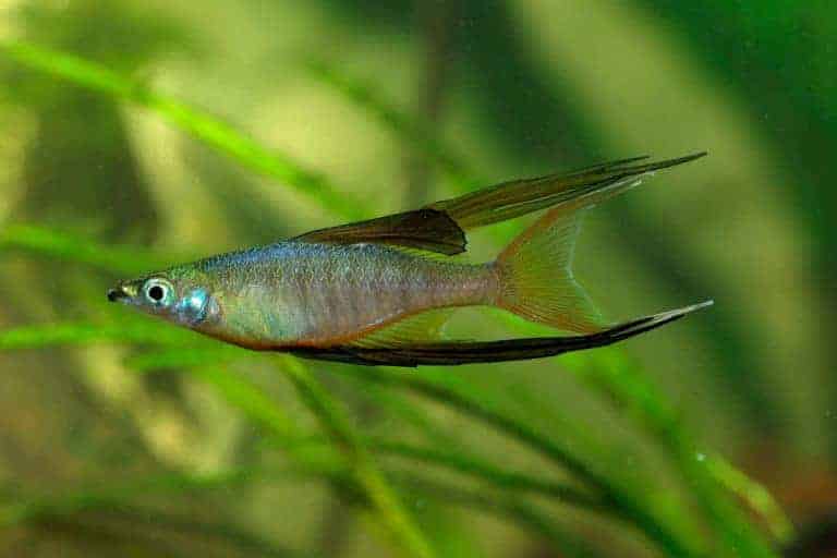 Rainbow Fish Species: Types of Small Rainbow Fish