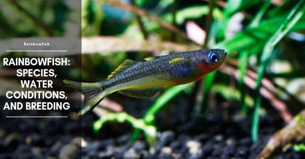 Rainbow Fish Species: Types of Small Rainbow Fish