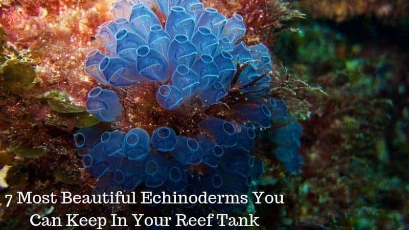 7 Most Beautiful Echinoderms You Can Keep In Your Reef Tank