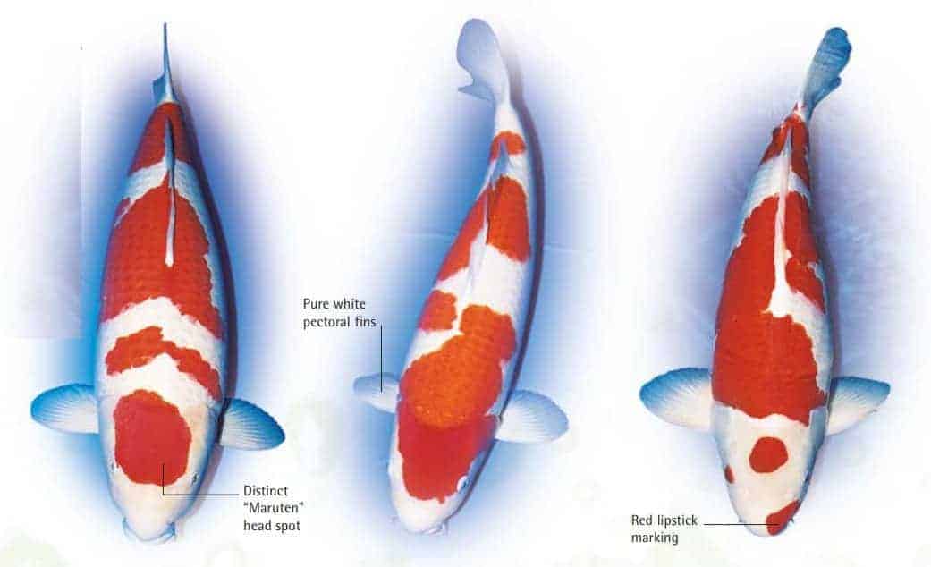 Koi Types: Varieties, Colors, Feeding, Nutrition & Growth