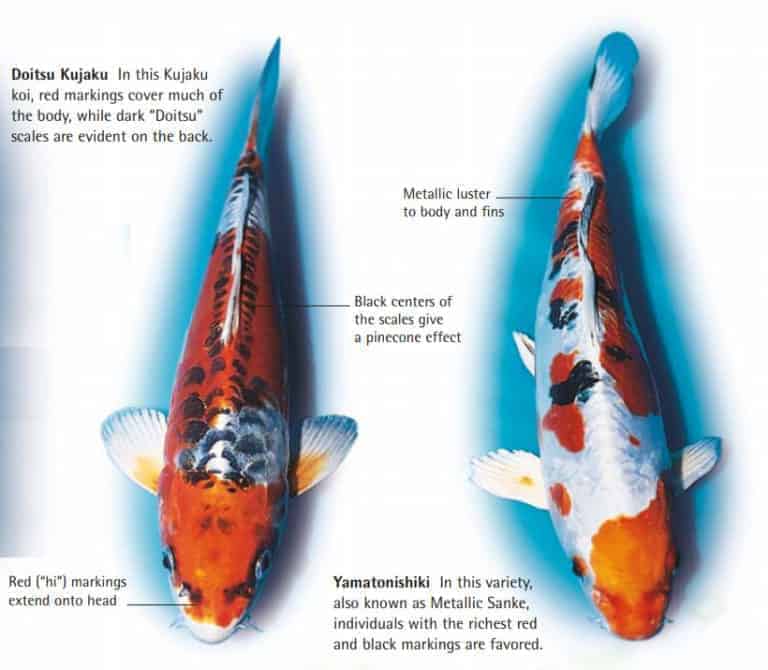 Koi Types: Varieties, Colors, Feeding, Nutrition & Growth