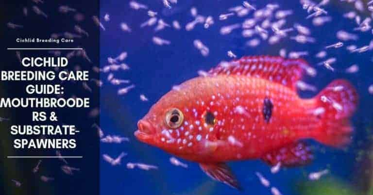 Substrate Spawners Cichlids and Mouthbrooding Cichlids