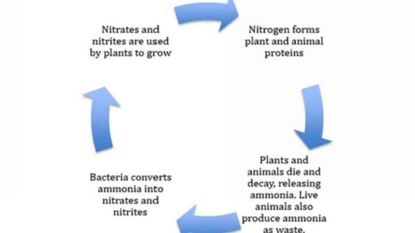 How Aquaponics Works: The Symbiosis Between Fish, Plant & Bacteria