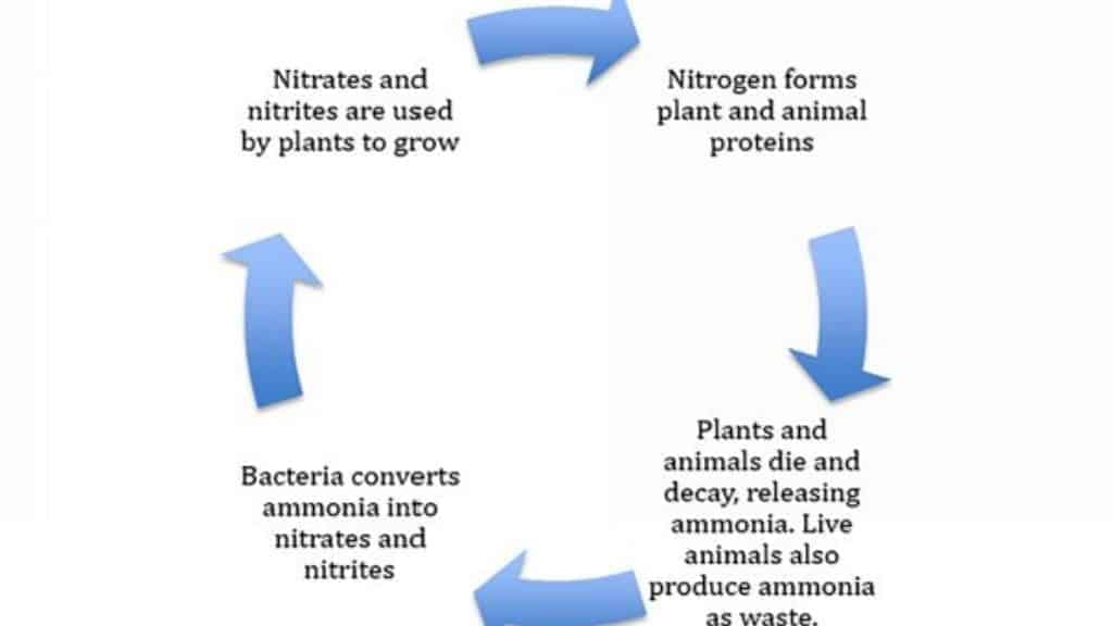 How Aquaponics Works: The Symbiosis Between Fish, Plant & Bacteria