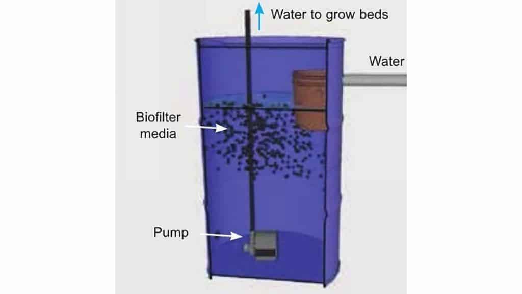 Aquaponics Fish Tank Design: Basic Plans, Growing Conditions & Media