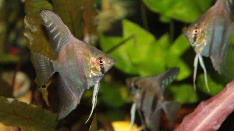 Angelfish Food - The Best Food for Angelfish