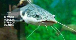 19 Most Popular Types of Catfish: Species, Habitat & Pictures