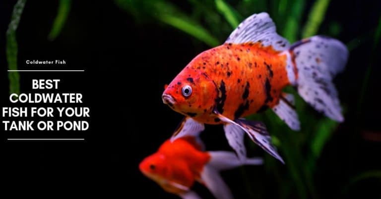 9 Best Cold Water Pond Fish - The Aquarium Adviser