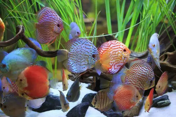 Discus Fish Types, Care, Facts, and Natural Habitat