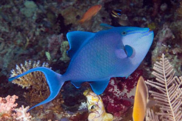 7 Types of Triggerfish and Triggerfish Teeth