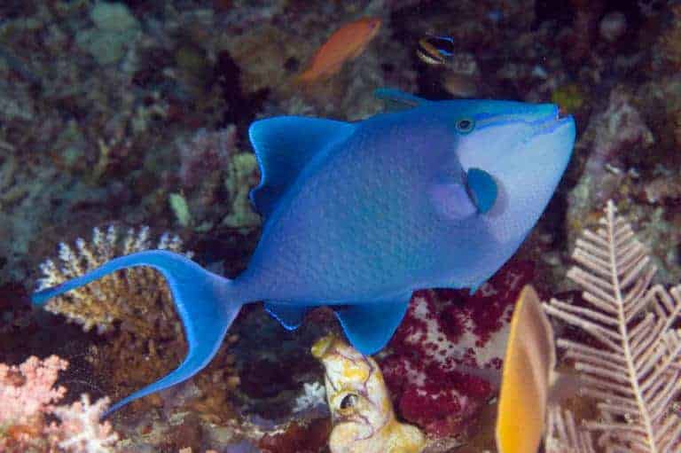 7 Types of Triggerfish and Triggerfish Teeth