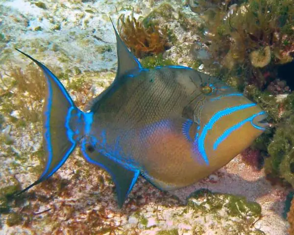 7 Types of Triggerfish and Triggerfish Teeth