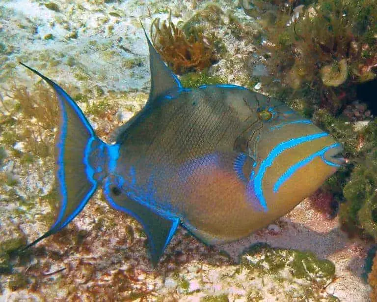 7 Types of Triggerfish and Triggerfish Teeth