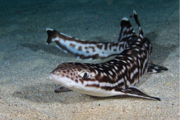 Saltwater Aquarium Sharks for Home Aquarium (9 Things to Consider)