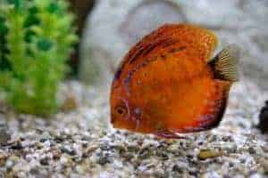 Discus Fish Types, Care, Facts, and Natural Habitat