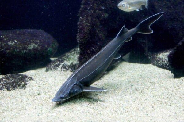 9 Best Cold Water Pond Fish - The Aquarium Adviser