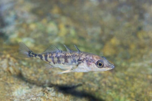 9 Best Cold Water Pond Fish - The Aquarium Adviser