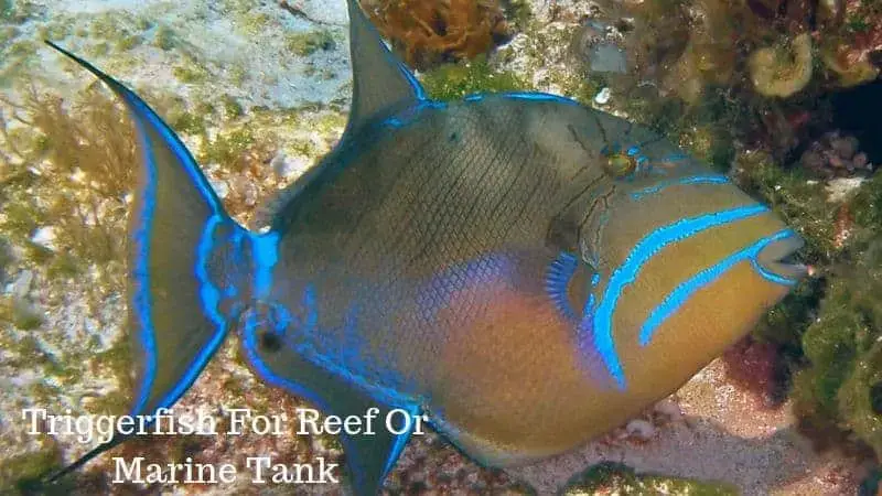 Best 7 Triggerfish Species For Reef Or Marine Tank - Diet, Size And Teeth