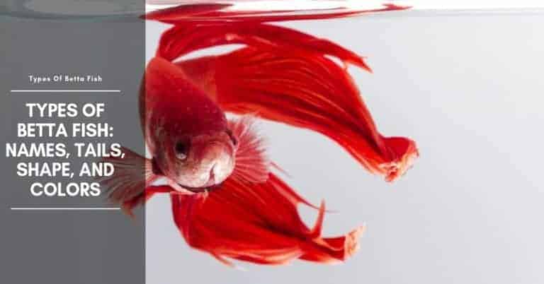 Types of Betta Fish: Names, Tail, Shape, and Color
