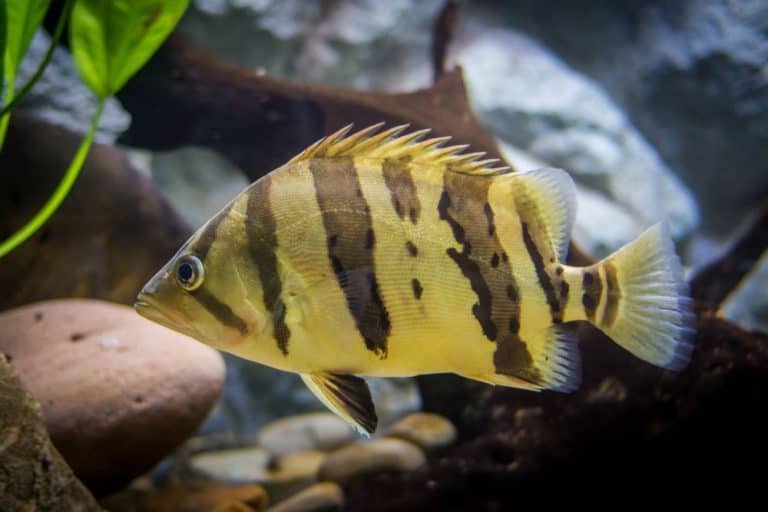 7 Brackish Water Fish - How Much Salt Do You Need for Brackish Water?