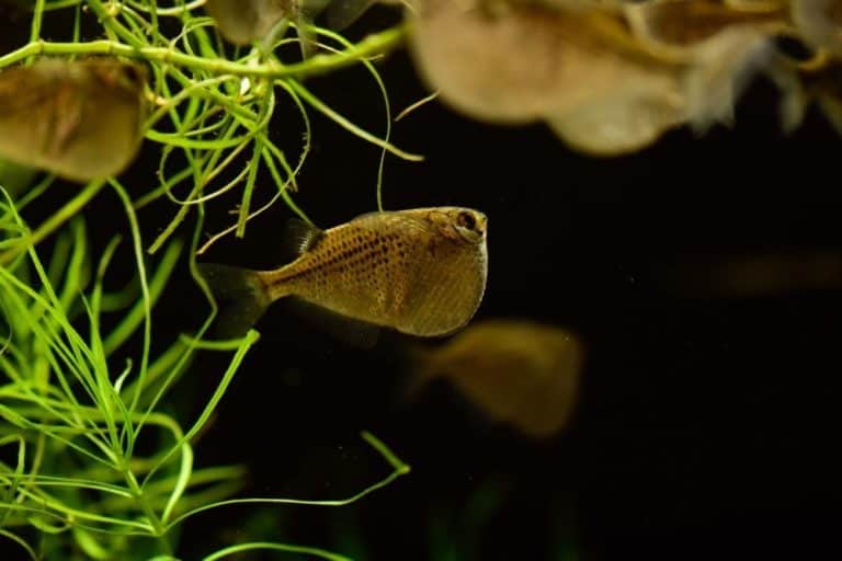 Freshwater Hatchetfish: Species and Breeding - The Aquarium Adviser